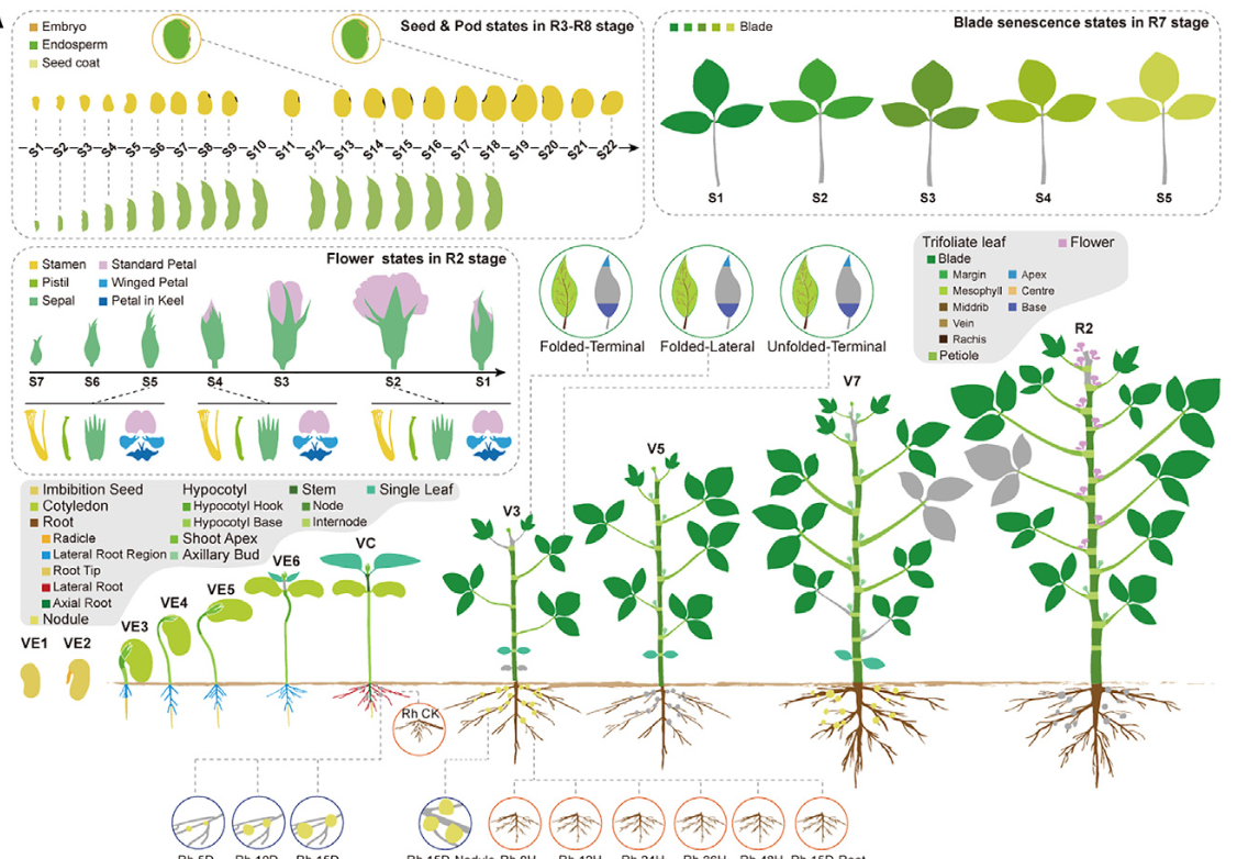 Soybean Transcriptomic Atlas | XinLab